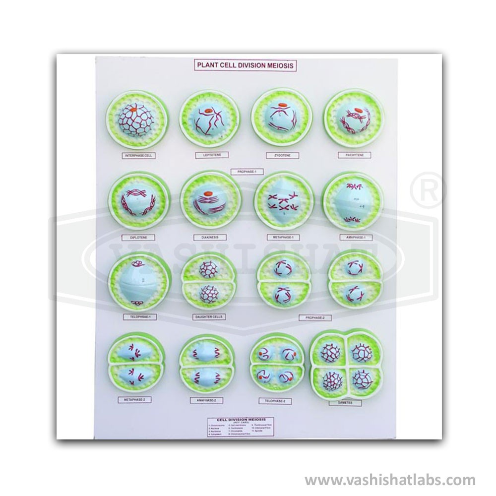 Plant Cell Division Meiosis