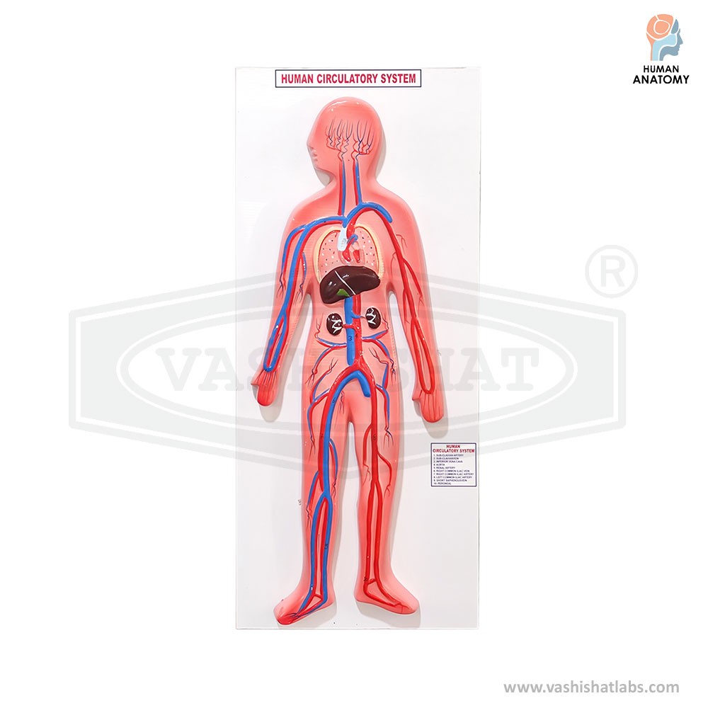 Human Circulatory System Model