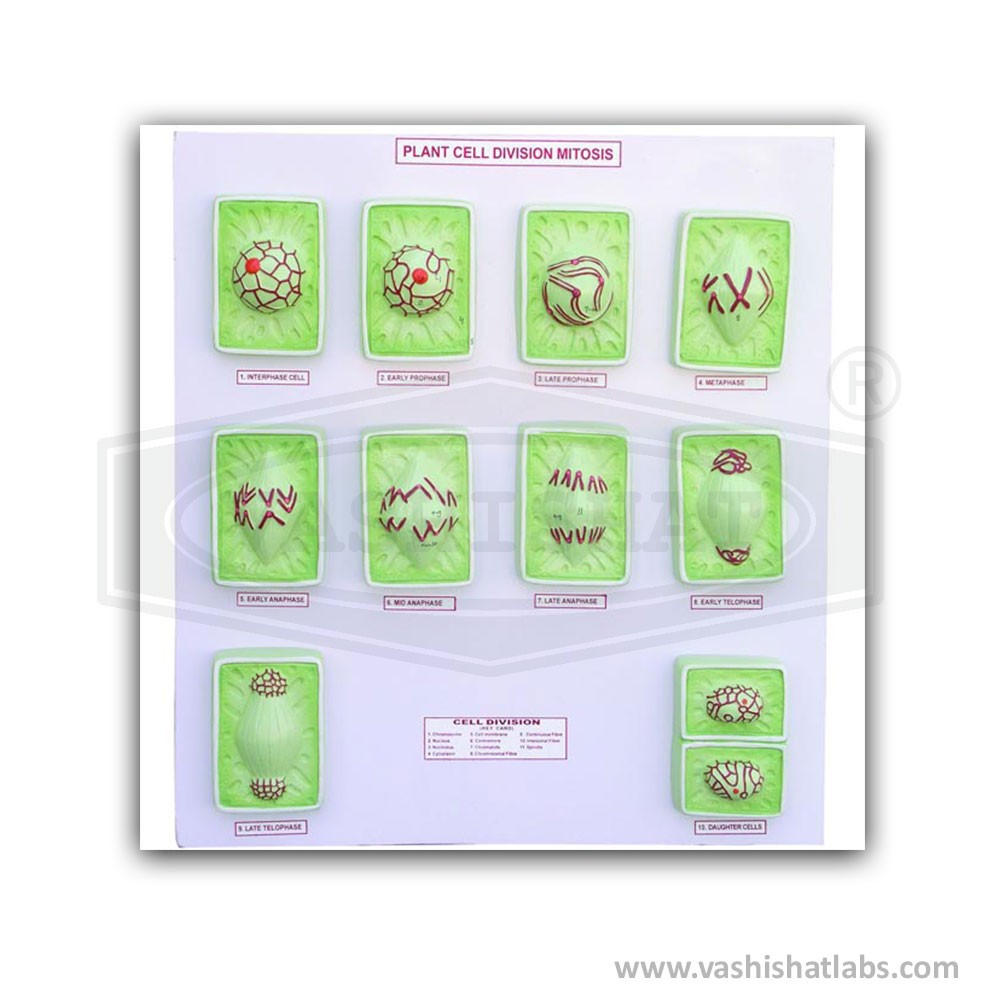 Plant Cell Division Mitosis