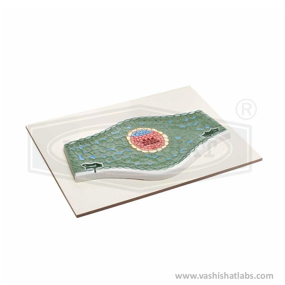 Monocot Leaf Model