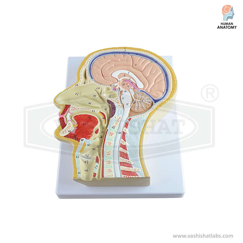 Model of Median Section of the Head on Board
