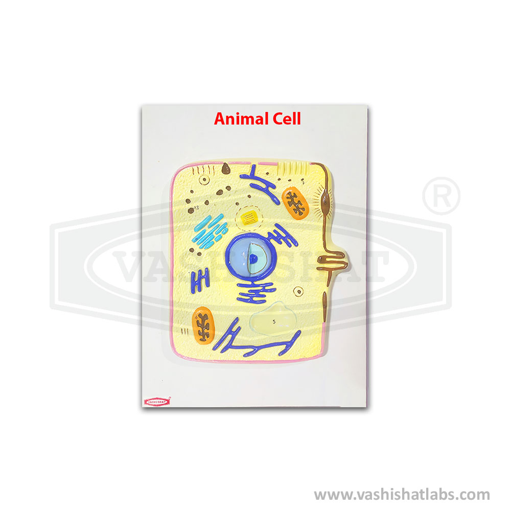 Animal Cell Model