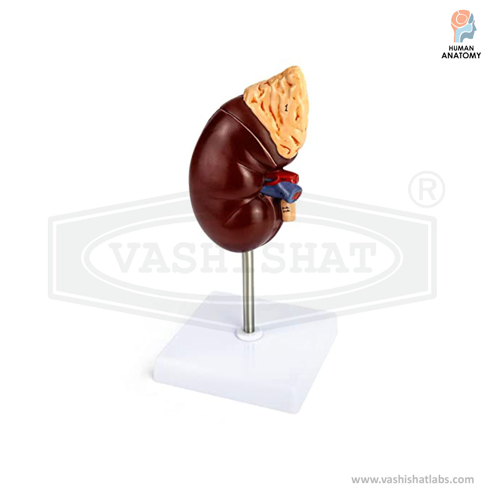 Human Kidney Model