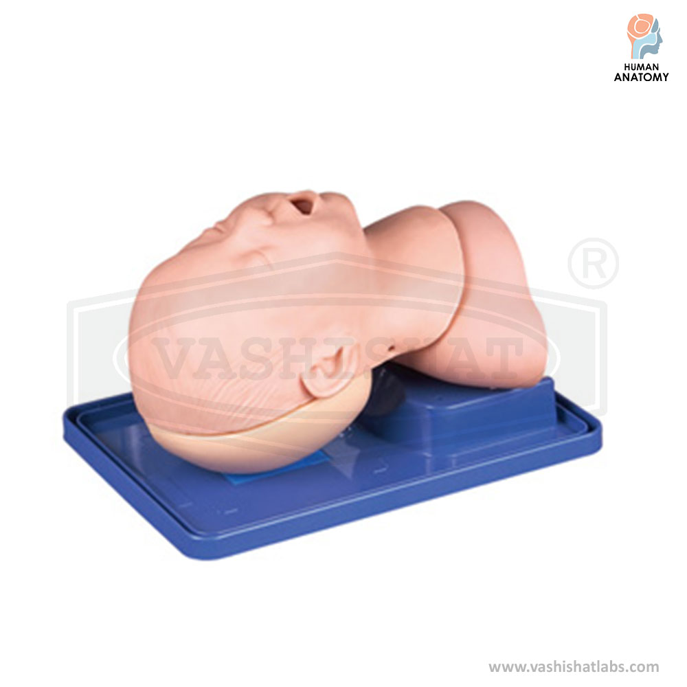 Infant Airway Management Model