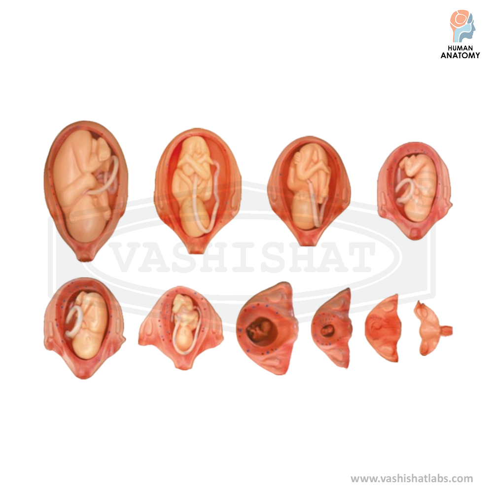 Development Process of Fetus Series