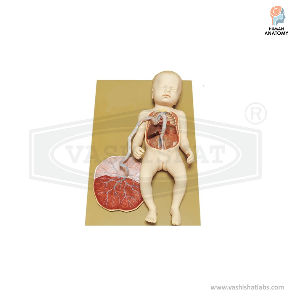 Full Term Fetus with Viscera and Placenta