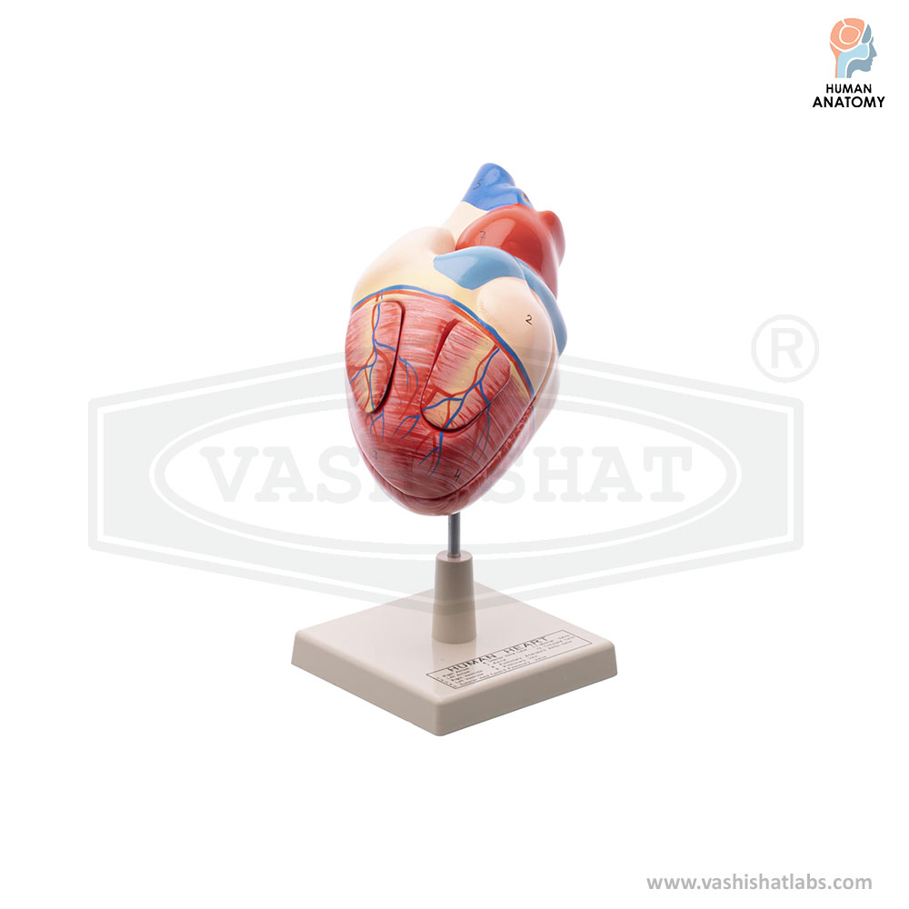 Human Heart Model 2 Parts
