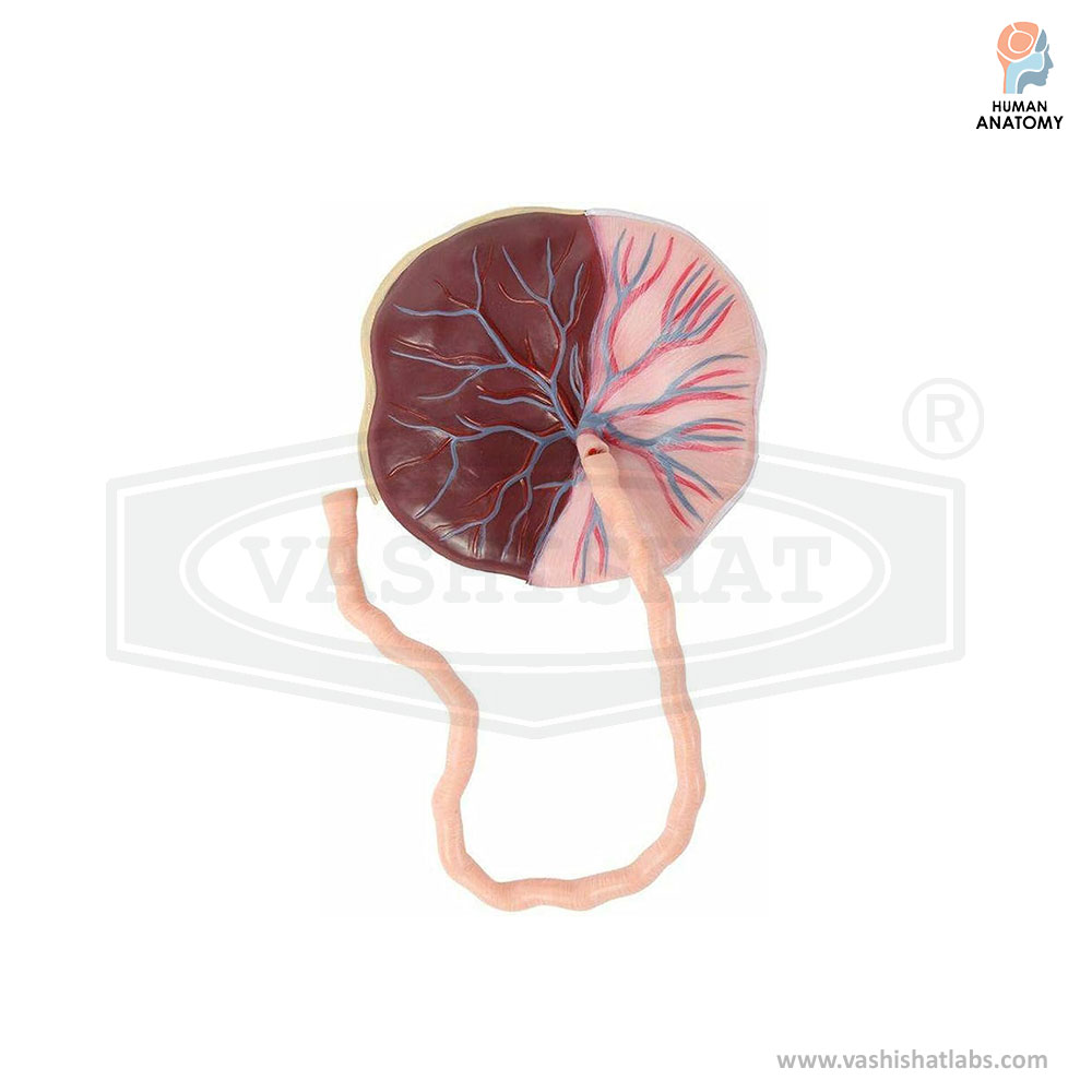 Human Placenta Model with Cord
